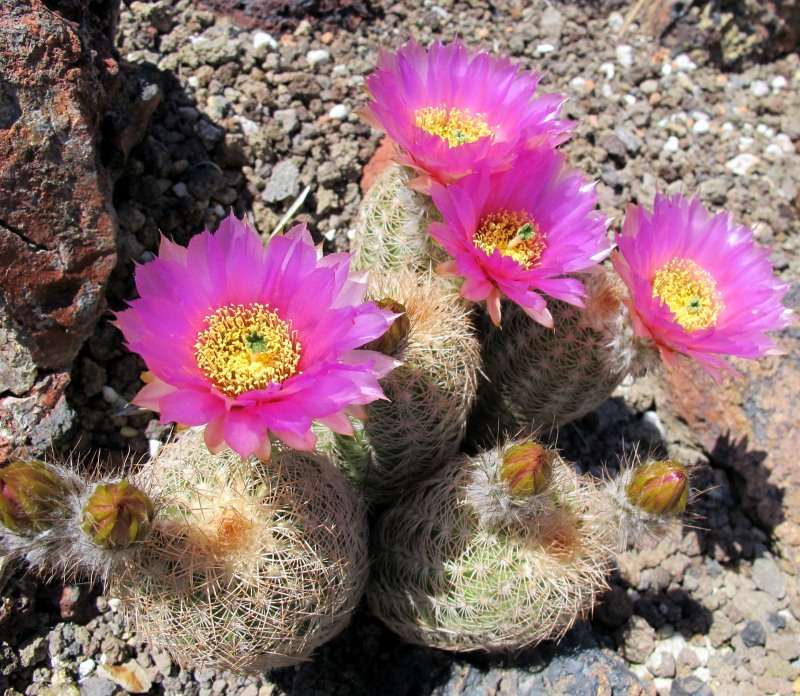 Kaktusová skalka – ECHINOCEREUS.cz